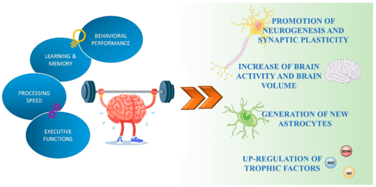 How Exercise Boosts Brain Health and Memory